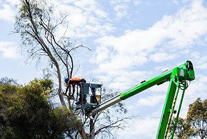 Tree Removal - The Lumberjack Tree Service