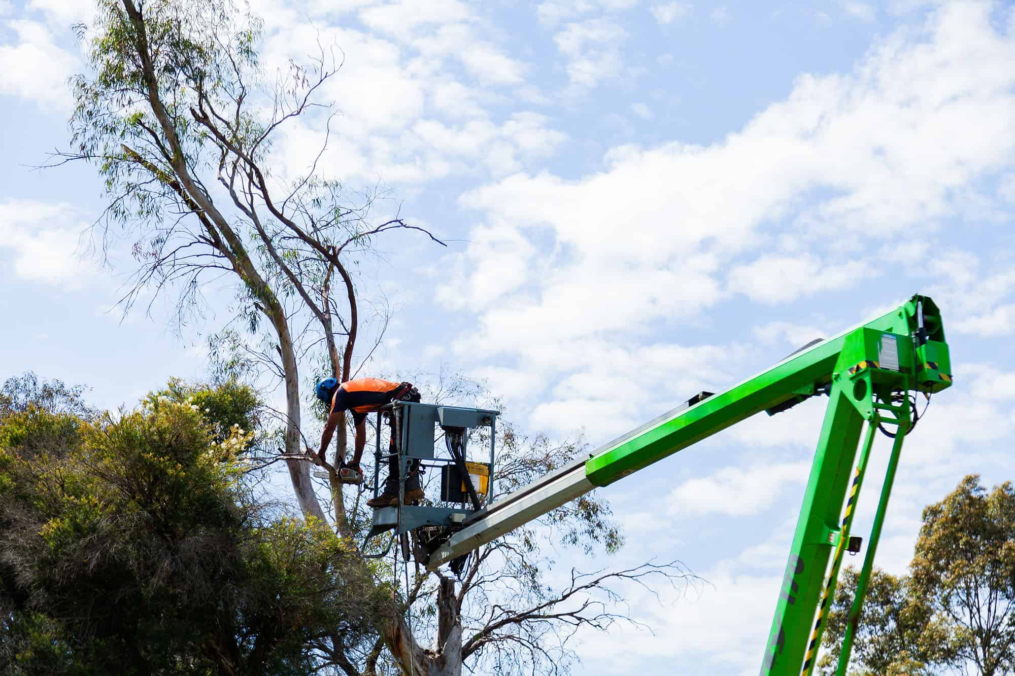 Tree Removal - The Lumberjack Tree Service